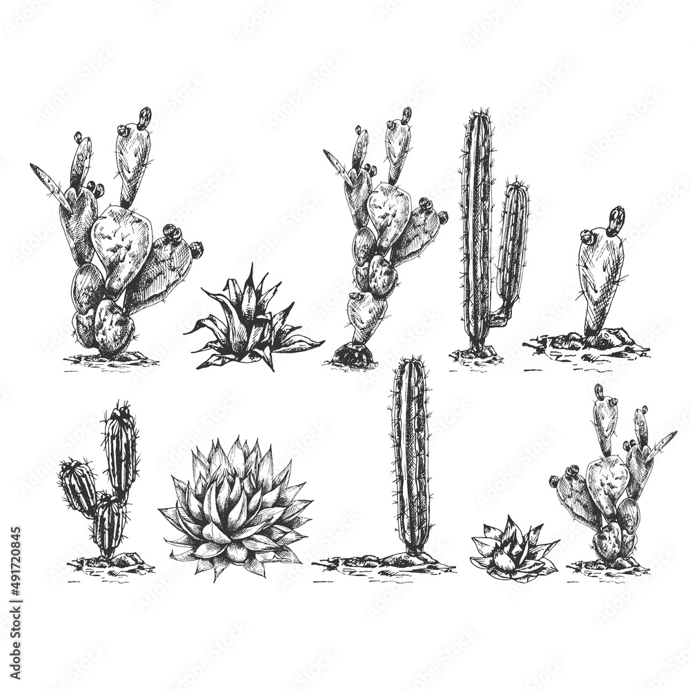 25_blue agave graphic illustration, set of different cacti, blue agave ...