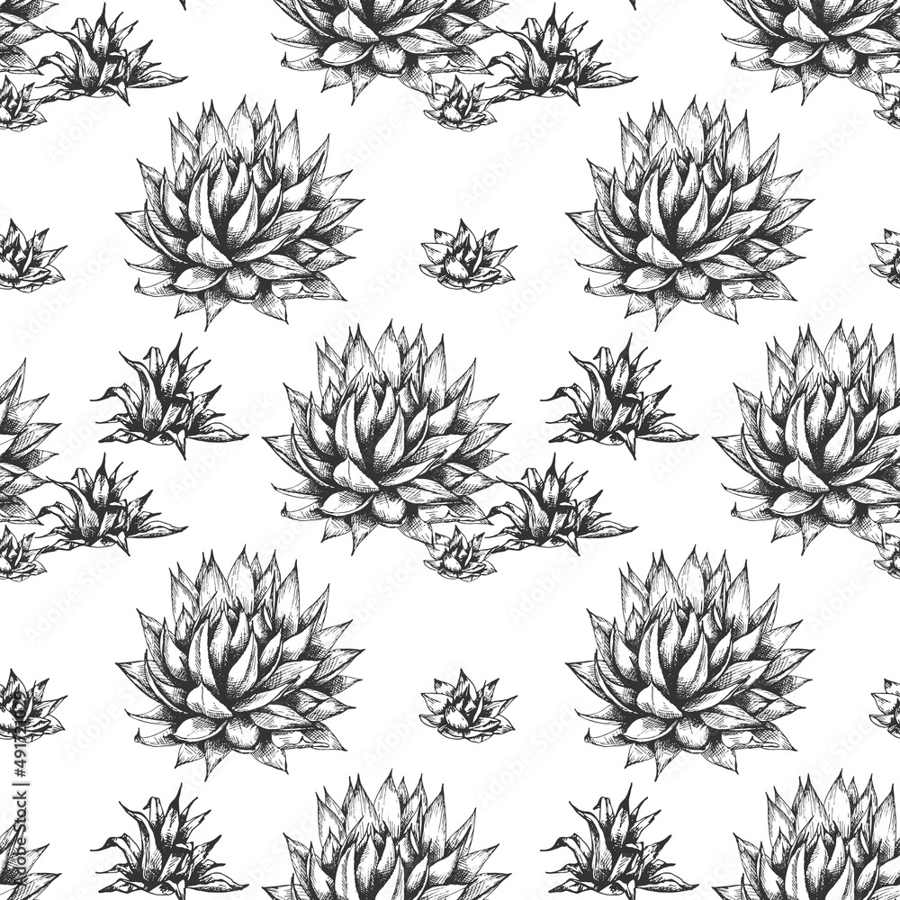 23_blue agave graphic blue agave, main ingredient of tequila, sketch ...