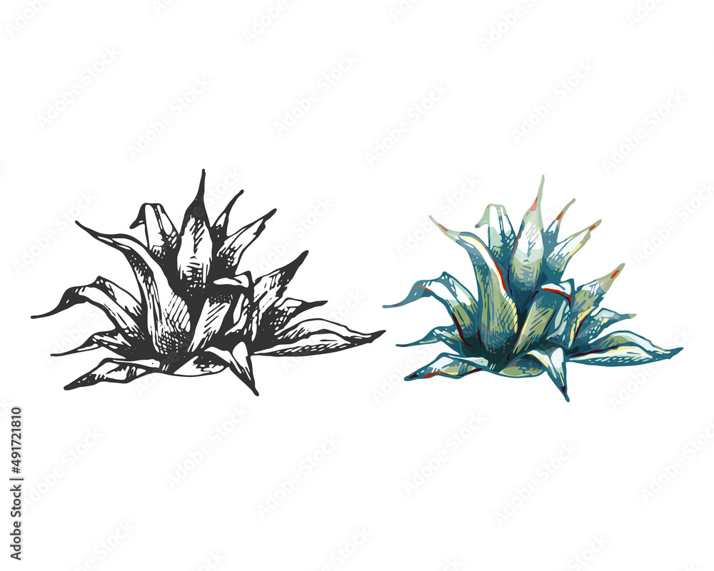 17_blue agave graphic colored blue agave, main ingredient of tequila ...