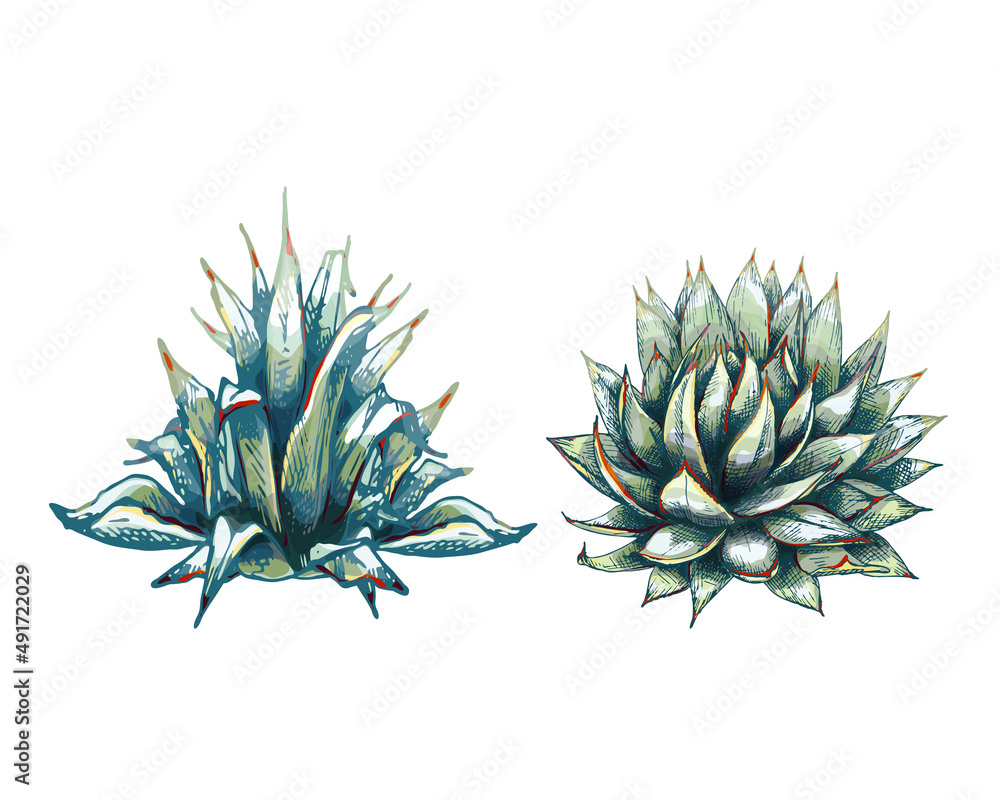 15_blue agave graphic colored two agave plants, main ingredient of ...