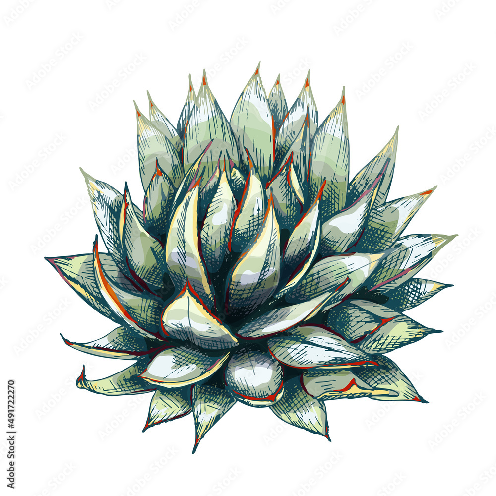 13_blue agave graphic colored blue agave, main ingredient of tequila ...
