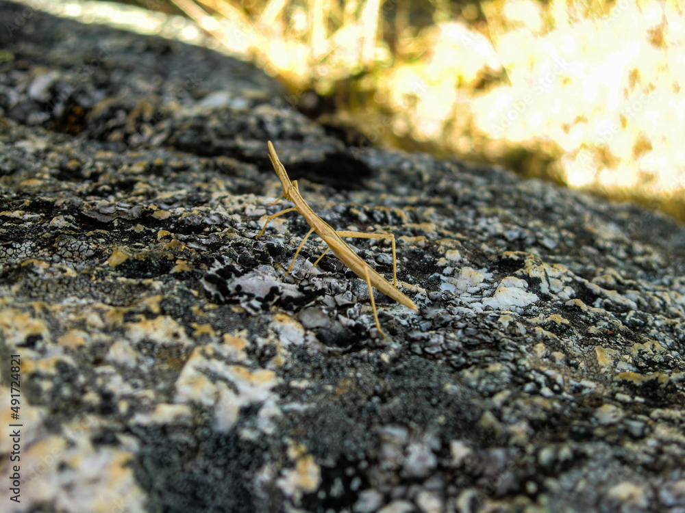Lliclla - traditional woven blanket worn by women in the Peruvian Andes ...