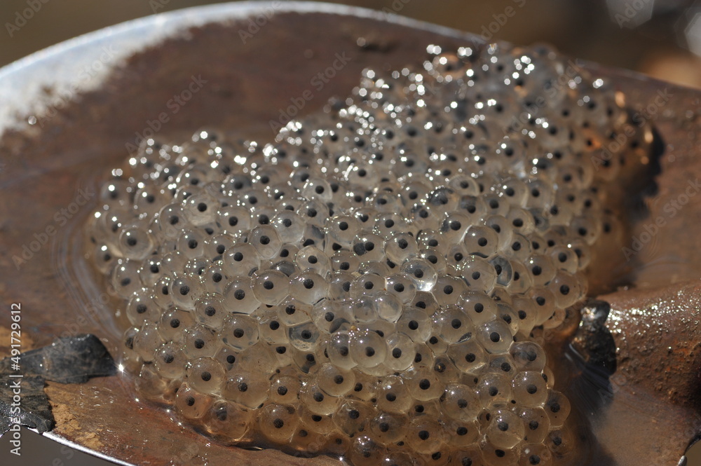 Frog eggs, the life cycle of frogs. Frogspawn in water Stock Photo ...