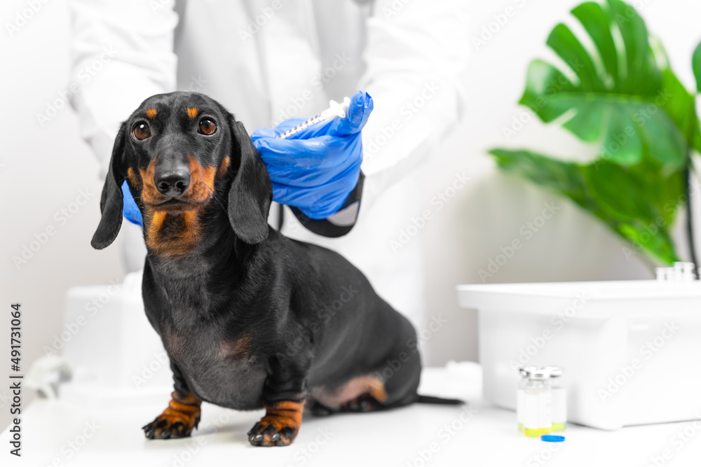 Can Puppies Take A Bath After Vaccination