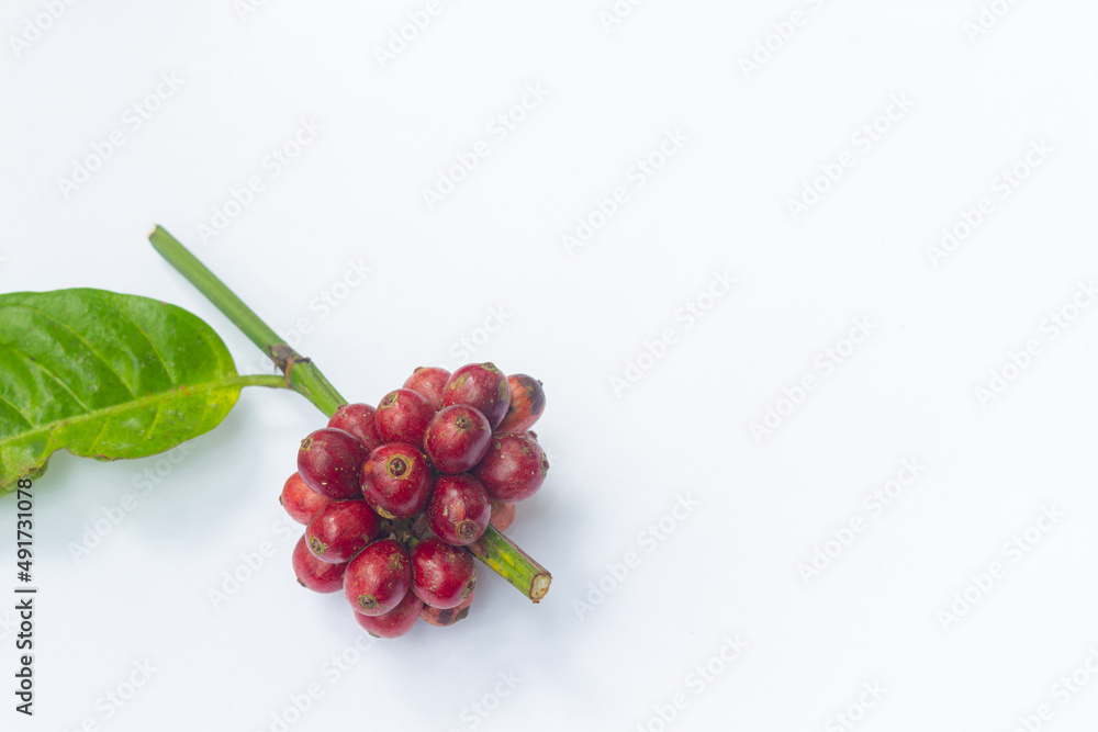 Lao coffee Paksong coffee Fresh red coffee isolated Asian fruit farming ...