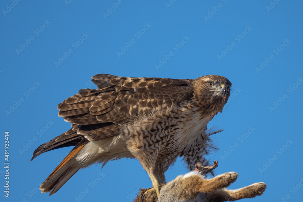 red-tailed hawk eating a rabbit Stock Photo | Adobe Stock