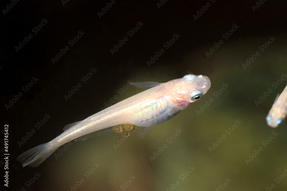 Ghost white body and Glacier blue eyed Japanese aquarium Rice fish ...