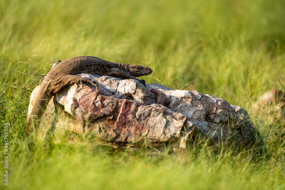 monitor lizard or bengal monitor or common indian monitor or varanus ...