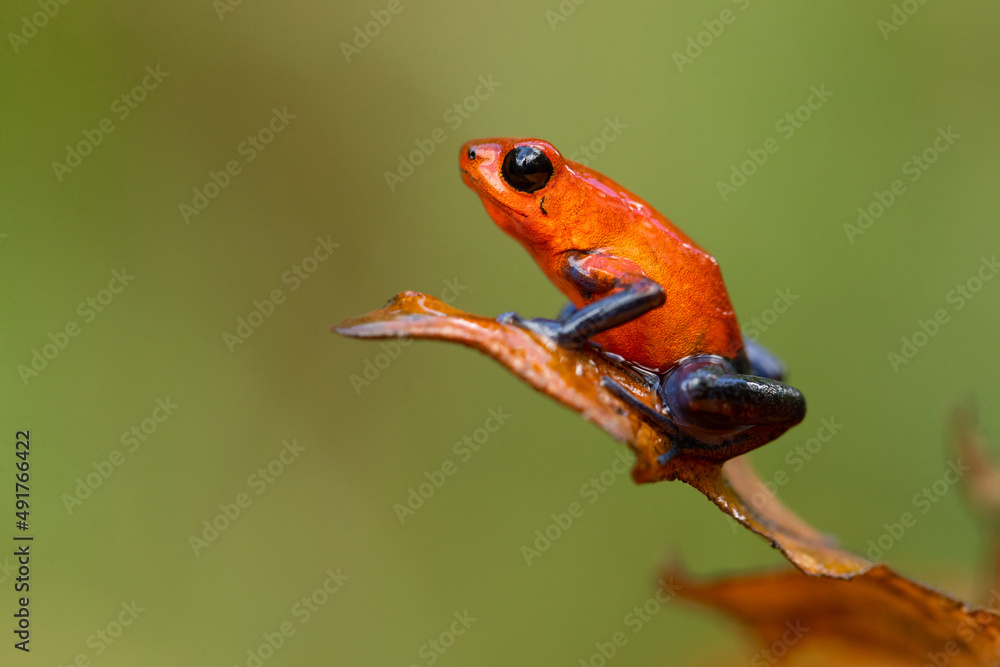 Strawberry Poison Arrow Frog