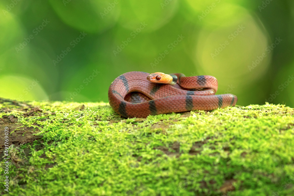 Siphlophis compressus (also known as mapepire de fe, tropical flat ...