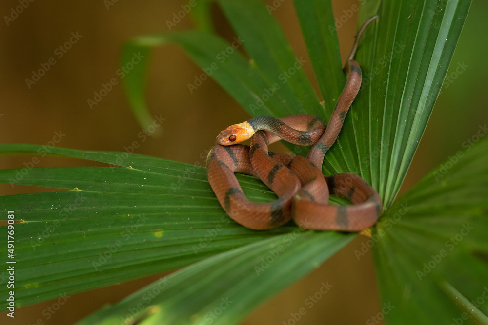 Siphlophis compressus (also known as mapepire de fe, tropical flat ...