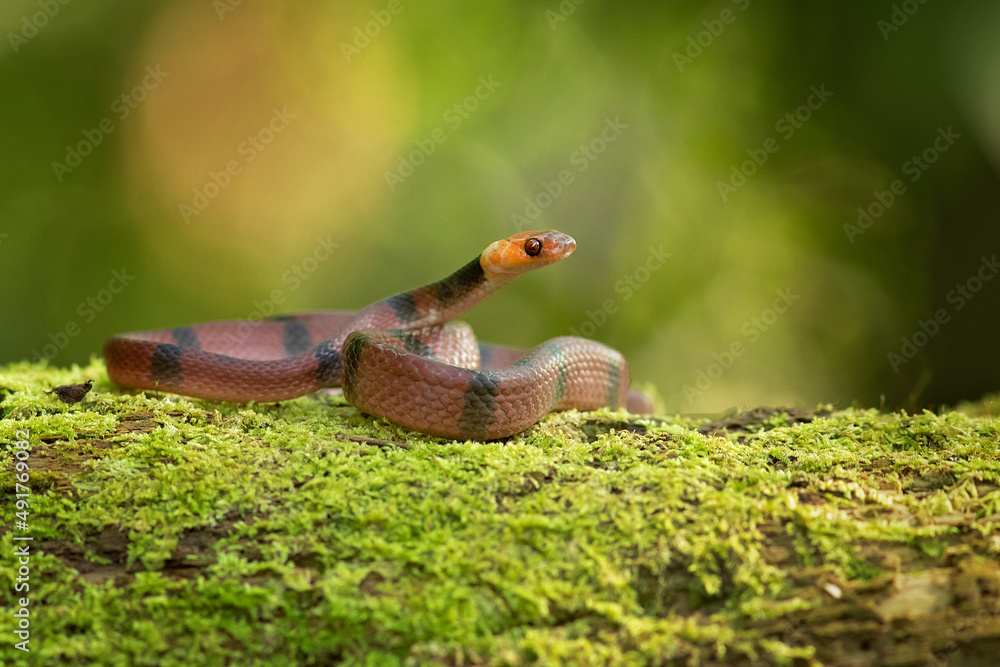 Siphlophis compressus (also known as mapepire de fe, tropical flat ...
