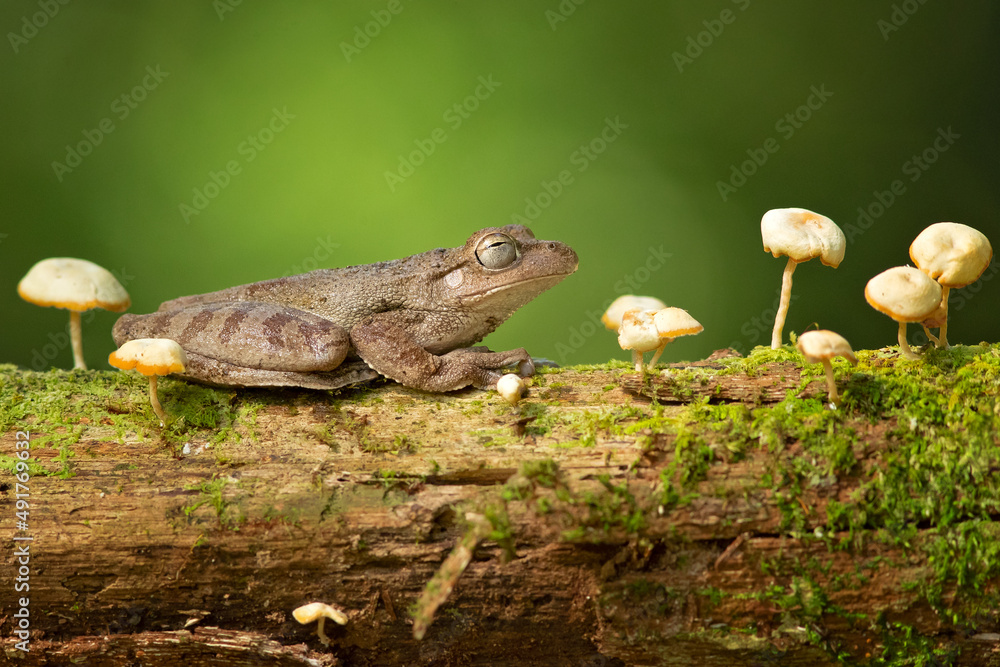 The Panama cross-banded tree frog (Smilisca sila) is a species of frog ...