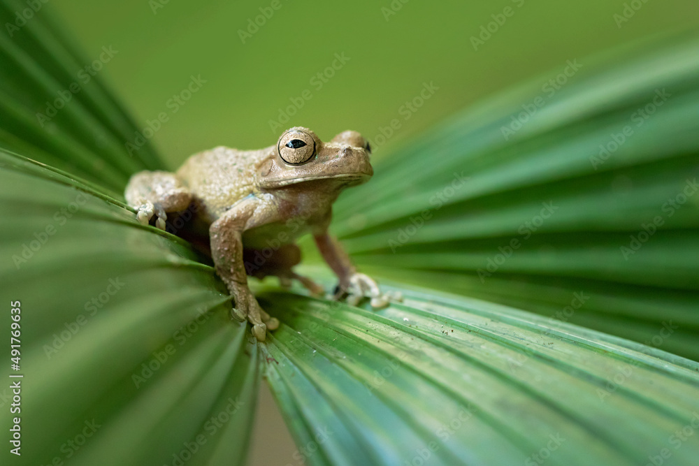 The Panama cross-banded tree frog (Smilisca sila) is a species of frog ...