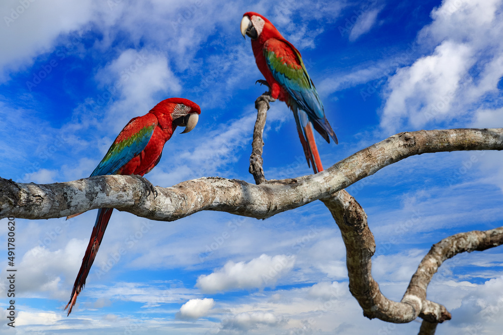 Brazil wildlife. Big red parrot Red-and-green Macaw, Ara chloroptera ...