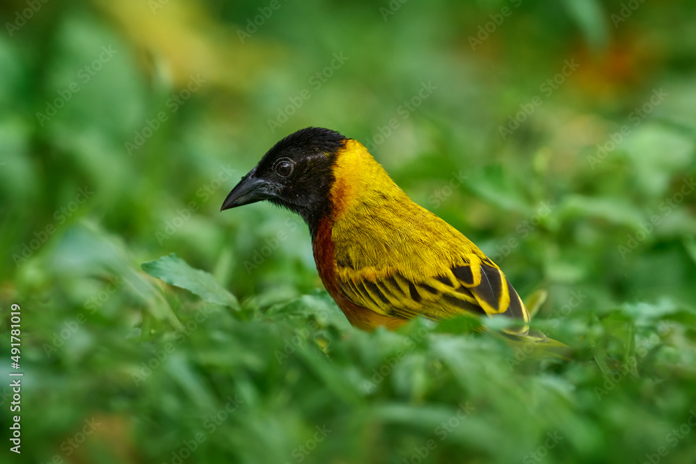 Black-headed weaver, Ploceus melanocephalus, also known as yellow ...