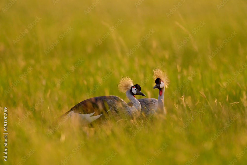 Bird dance. Crane love. Grey crowned crane, bird love, Balearica ...