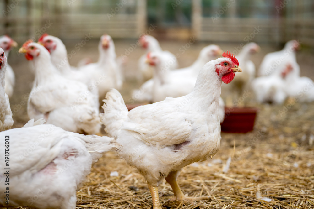 Foto de Group of white free range chicken, broilers farm. do Stock ...