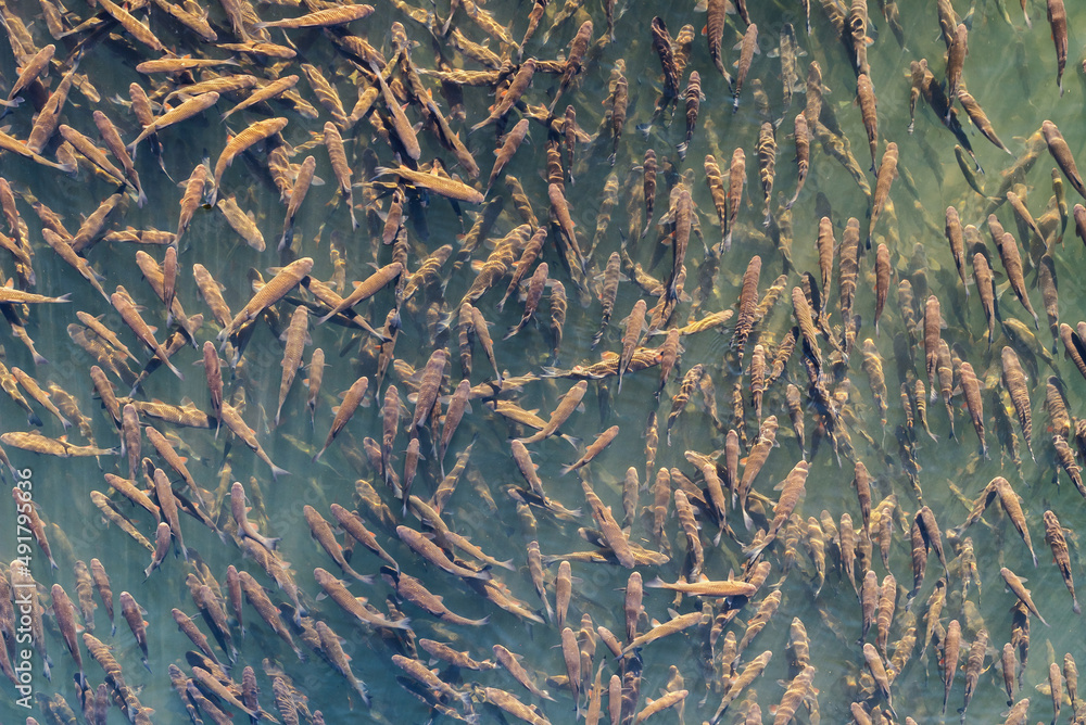 lot of fishes in river. top view Stock Photo | Adobe Stock