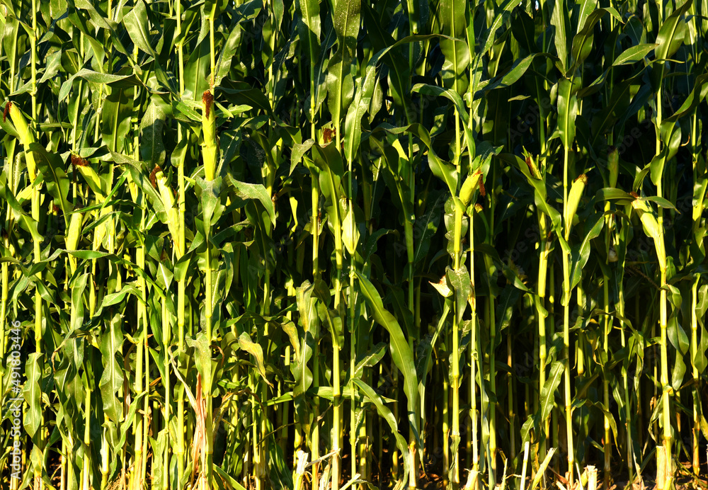 Corn field background. Corn on the green stalk in the field. Maize ...