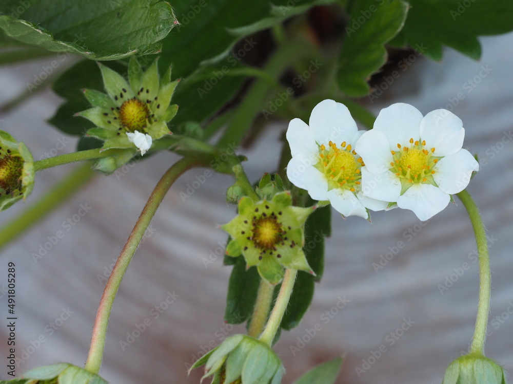 The white petals feature the yellow stamens of the strawberry plant ...