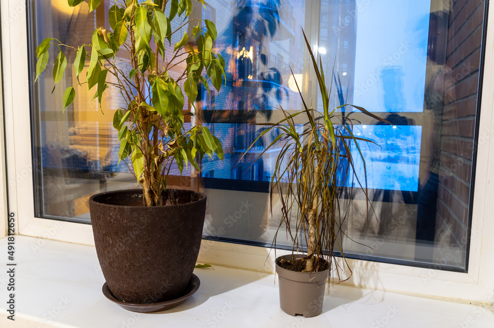 Domestic plants left without water. dying plants with falling leaves ...