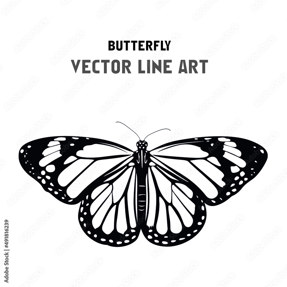 Butterfly vector line art or vector drawing Stock Vector | Adobe Stock