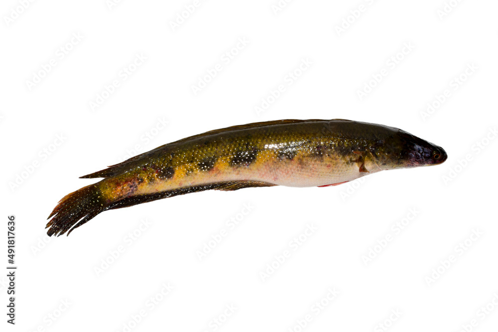 Snakehead fish isolated on white background. Stock Photo | Adobe Stock