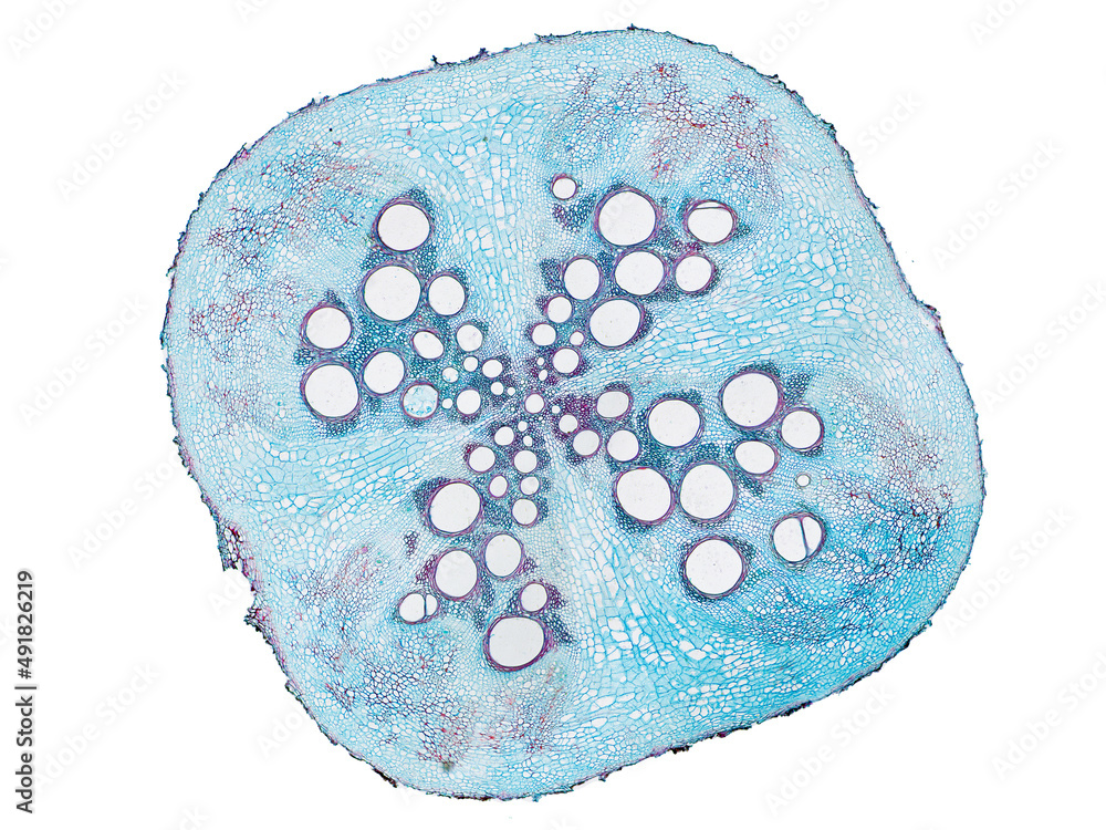cross section cut slice of plant stem under the microscope ...