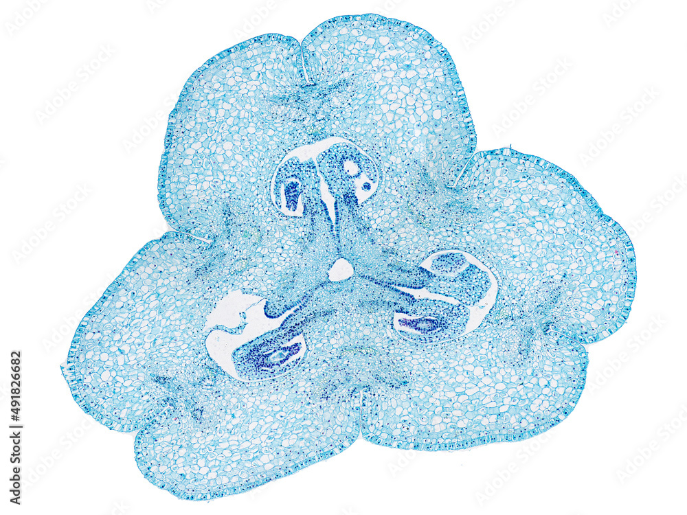 cross section cut slice of plant stem under the microscope ...