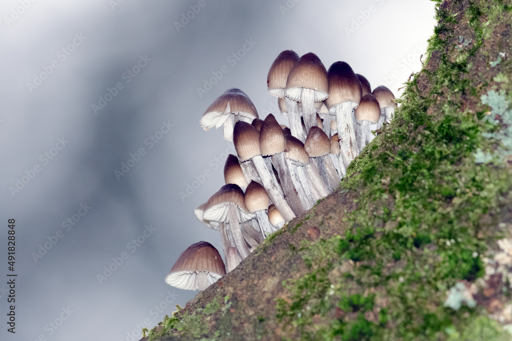 Baumpilze auf Totholz Stock Photo | Adobe Stock