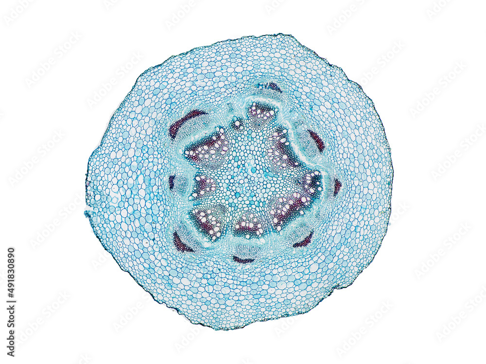 cross section cut slice of plant stem under the microscope ...