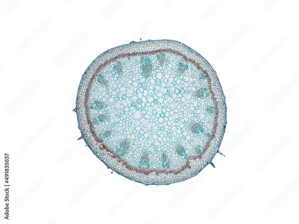 cross section cut slice of plant stem under the microscope ...