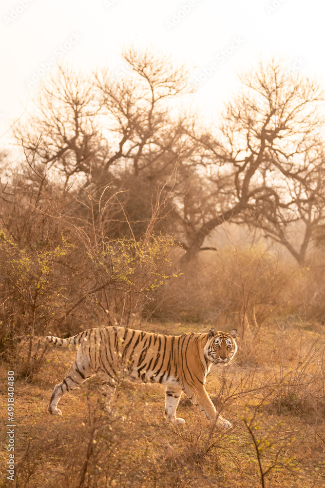 Foto de wild bengal female tiger with pony or broken tail on prowl in ...