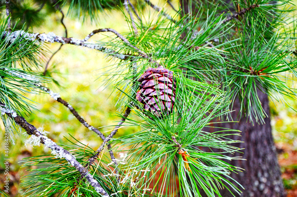 Cedar (lat. Cedrus) is an oligotypic genus of trees of the Pine family ...