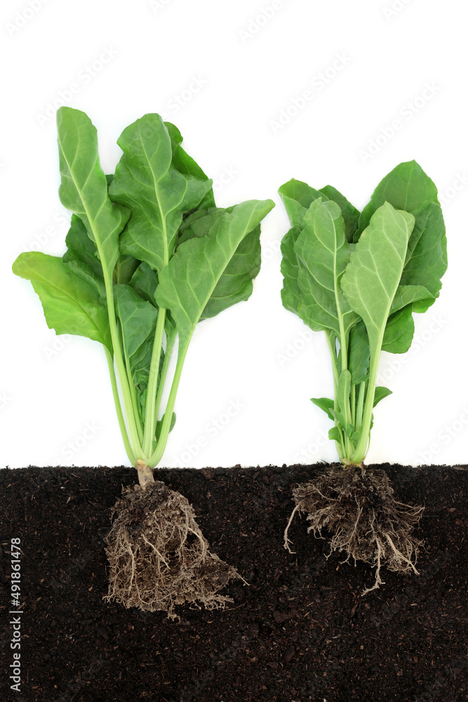 Spinach plants growing in soil with root ball, cross section view with ...