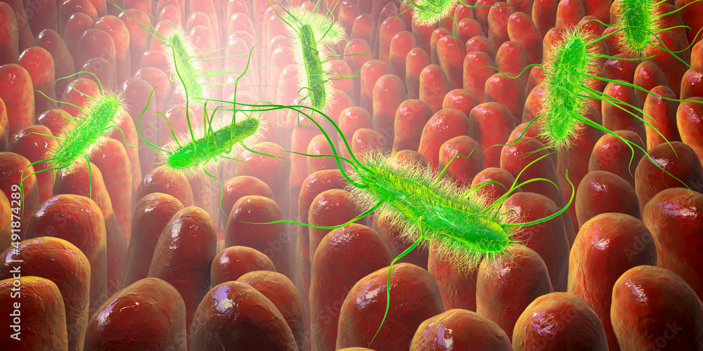 Escherichia coli bacterium, E.coli in human intestine Stock ...