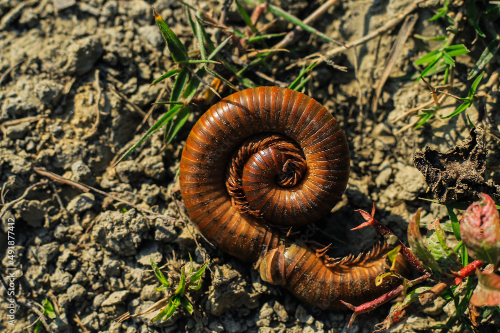 Spirostreptus roled itself. Spirostreptus giganteus in spiral. Black ...