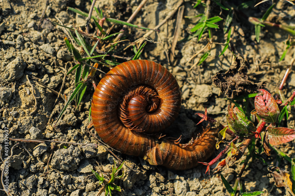 Spirostreptus roled itself. Spirostreptus giganteus in spiral. Black ...