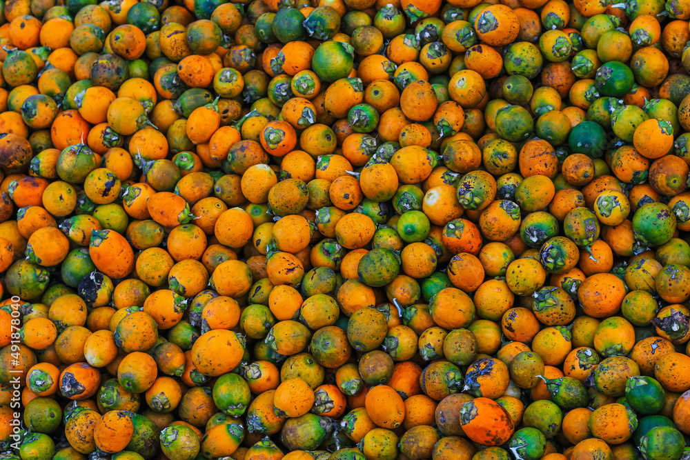 Orange betel nuts or Areca catechu nut fruit bunches in its palm tree ...