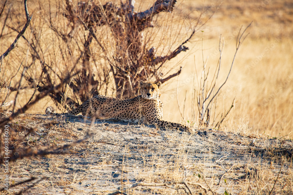 Cheetah laying under a tree in the savannah; Hwange National Park ...