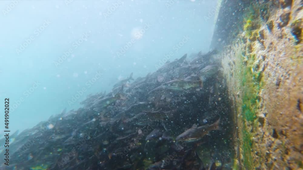 Tropical underwater sea fish at Gomati river of Dwarka, Gujarat, India ...
