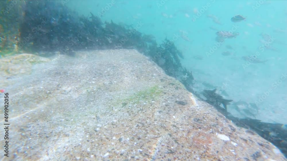 Tropical underwater sea fish at gomati river of Dwarka, Gujarat, India ...