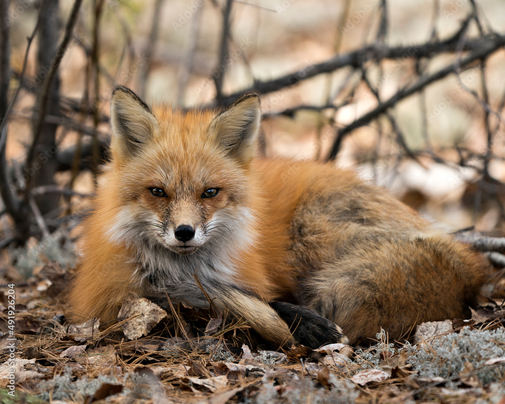 Red Fox Photo Stock. Fox Image. Close-up profile view resting on white ...