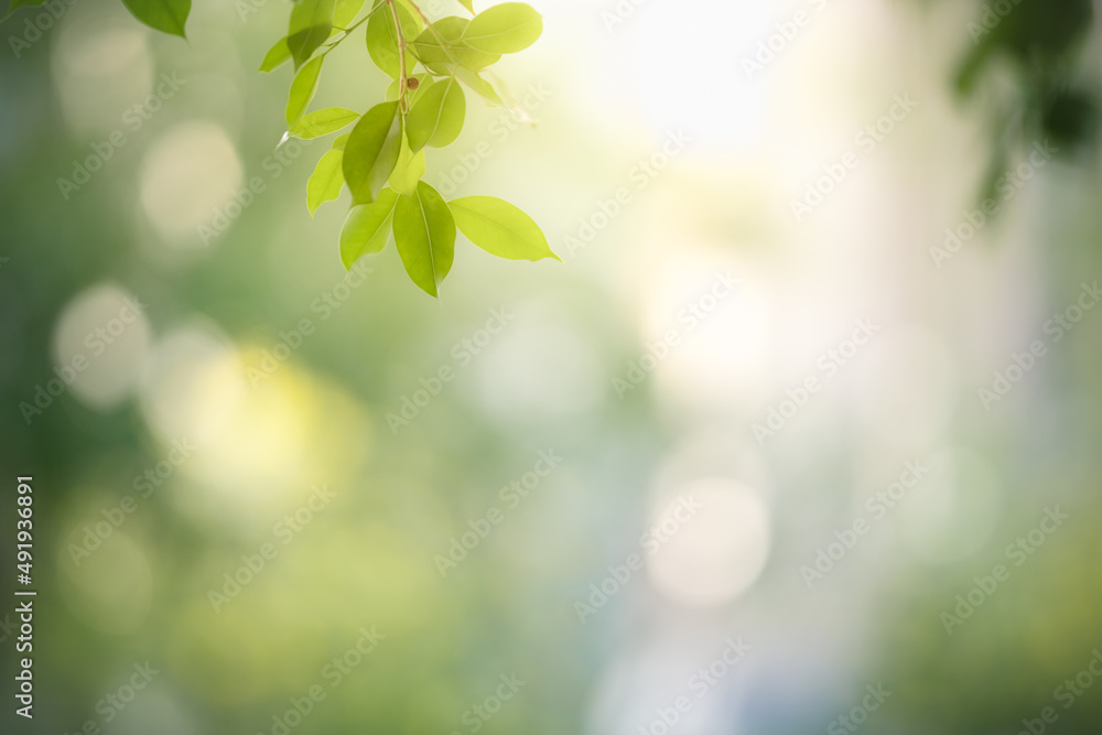 Beautiful nature view green leaf on blurred greenery background under ...