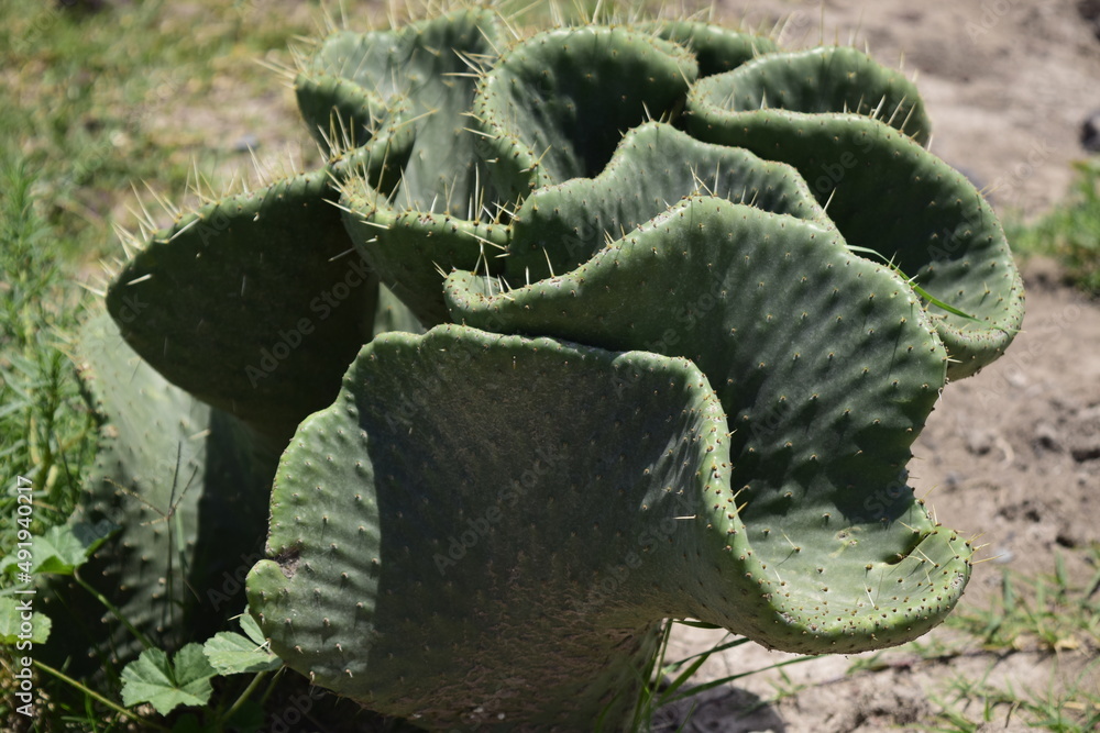 wild nopales, natural prickly pear cactus, silhouettes of nopales ...