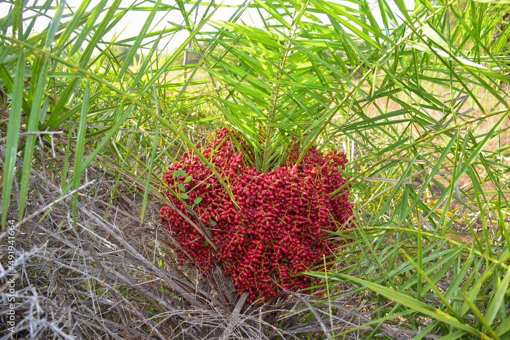 The dwarf date palm or Ceylon date palm found in India and sri lanka ...