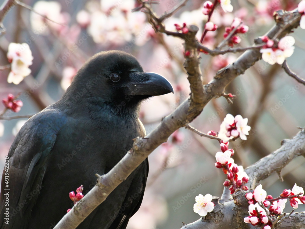 Tokyo, Japan - March 11, 2022: A crow on a branch of white ume flower ...