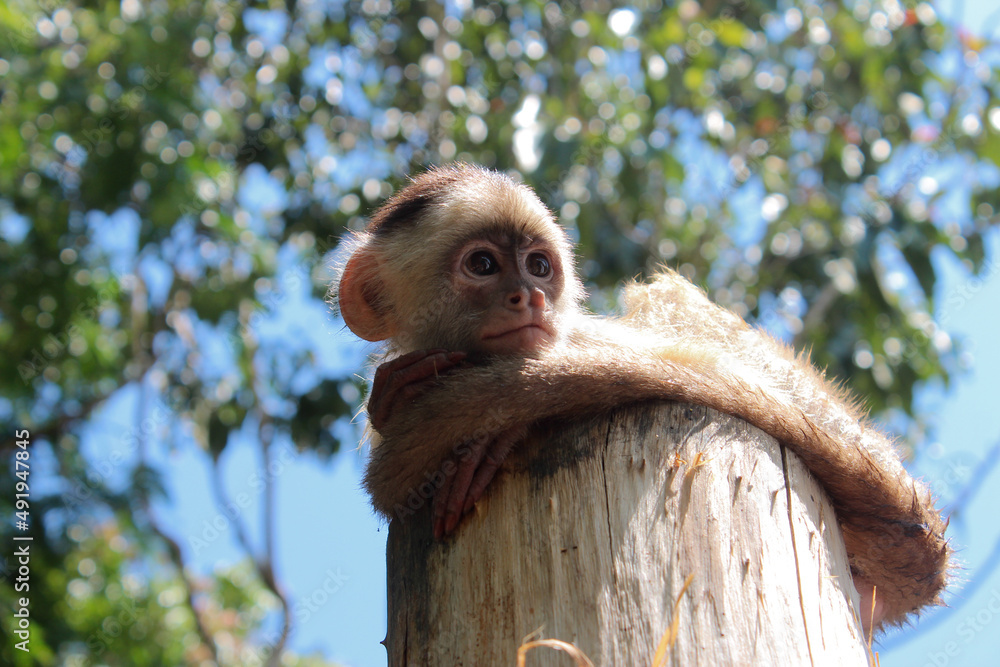 Macaco da região amazônica, deitado sobre um tronco de árvore Stock ...