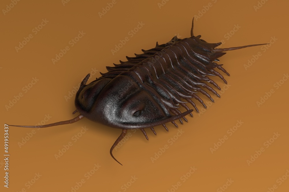 3d Render of the extinct trilobite, olenoides serratus, one of the ...